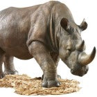 All Animal Statues & Sculptures | Statue.com